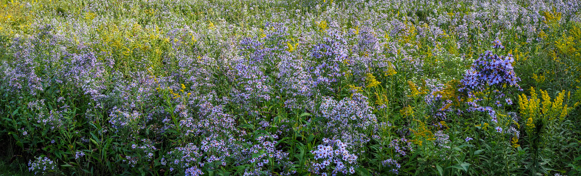 Our Transformation to Native Plants | Focus on Natives
