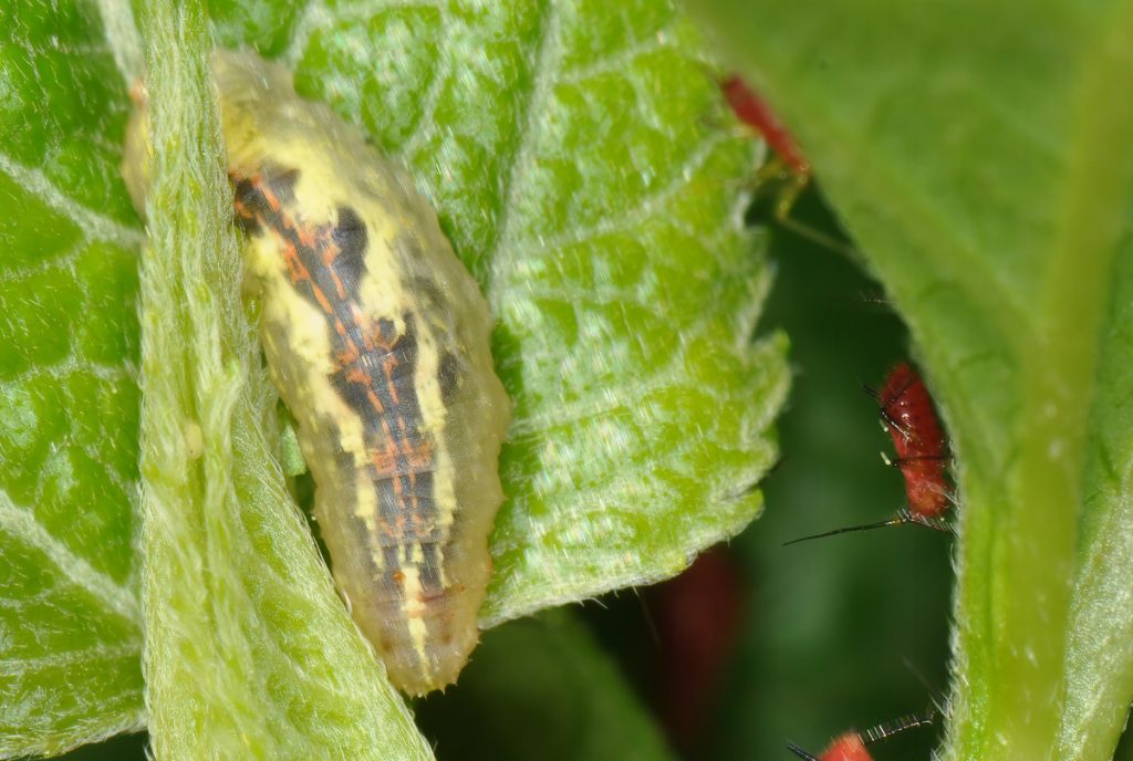 Calligrapher flower flies are great beneficial insects | Focus on Natives