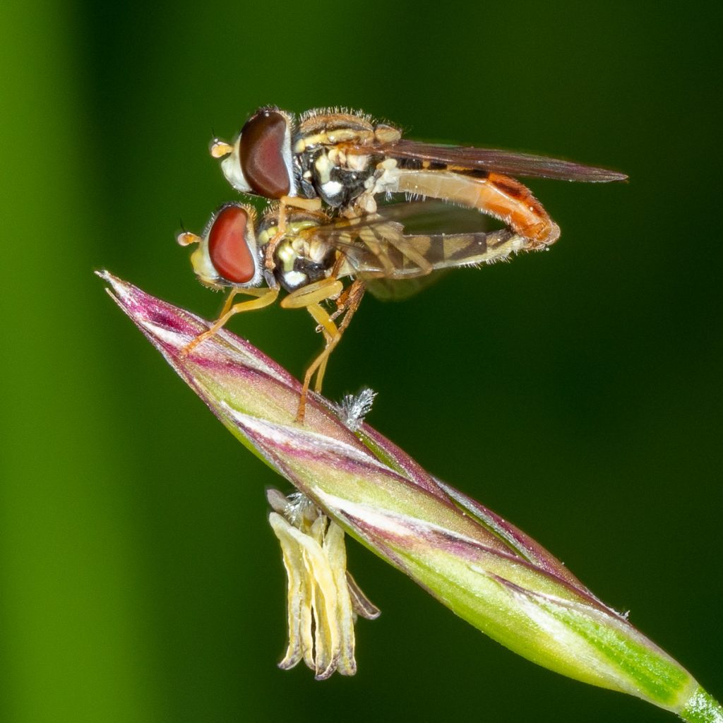 Calligrapher flower flies are great beneficial insects | Focus on Natives